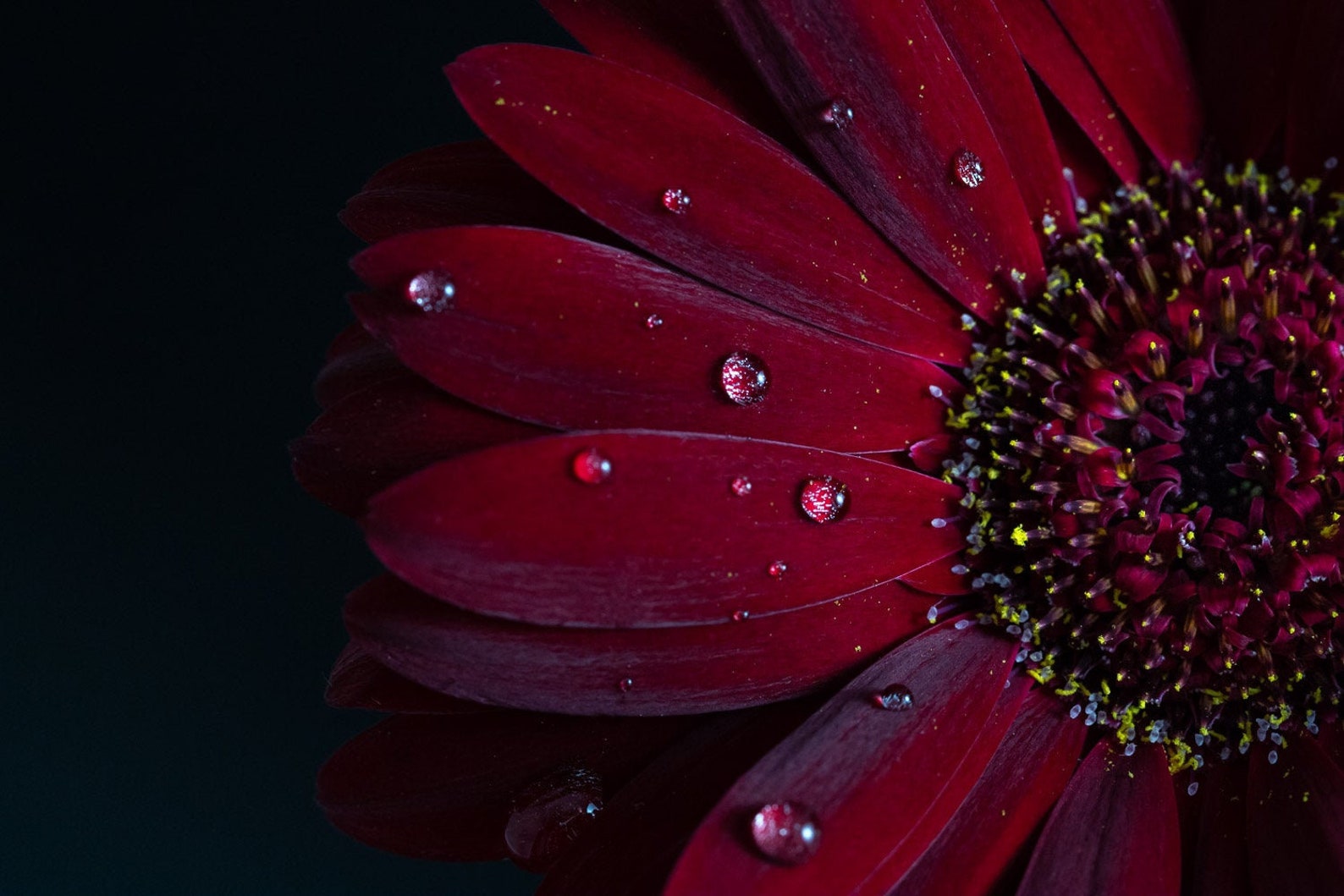 Red Flower Print | Macro Photography | Abstract Botanical Photography ...