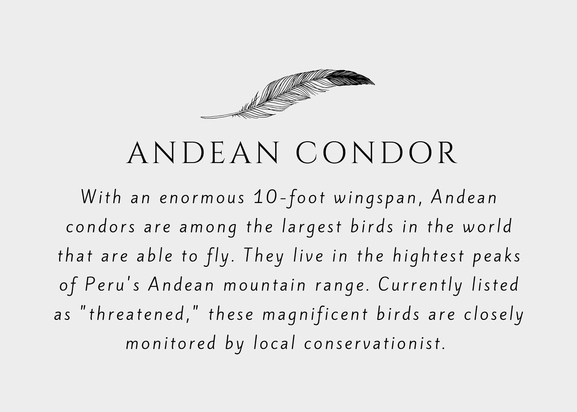 Wildlife Photography Print Bird Photography Andean Condor Bird Artwork ...