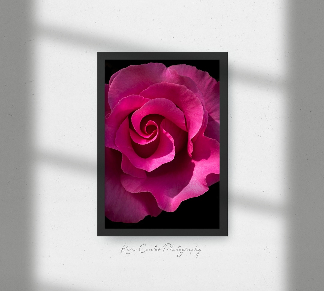 Pink Rose Print Wildflower Print Macro Photography Flower Photography ...