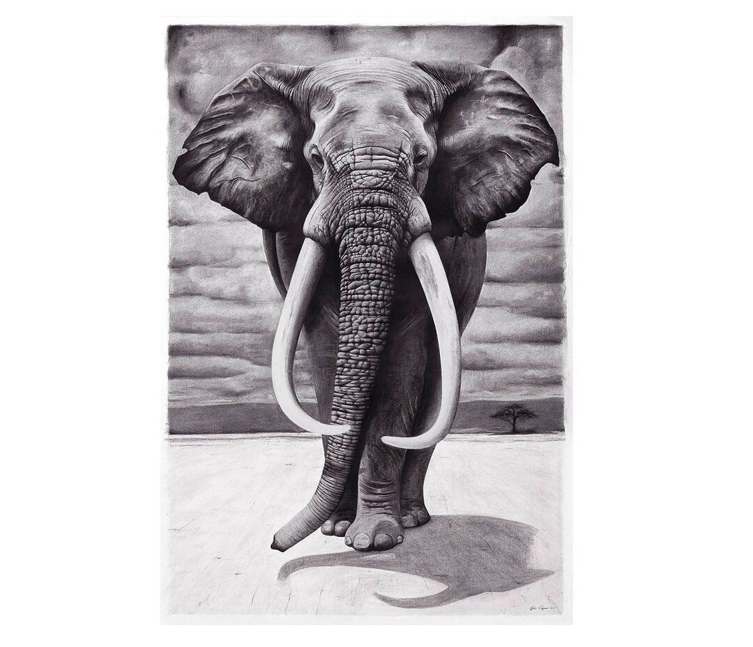 Big Tusker Elephant Fine Art Print of Original Charcoal Drawing - Etsy