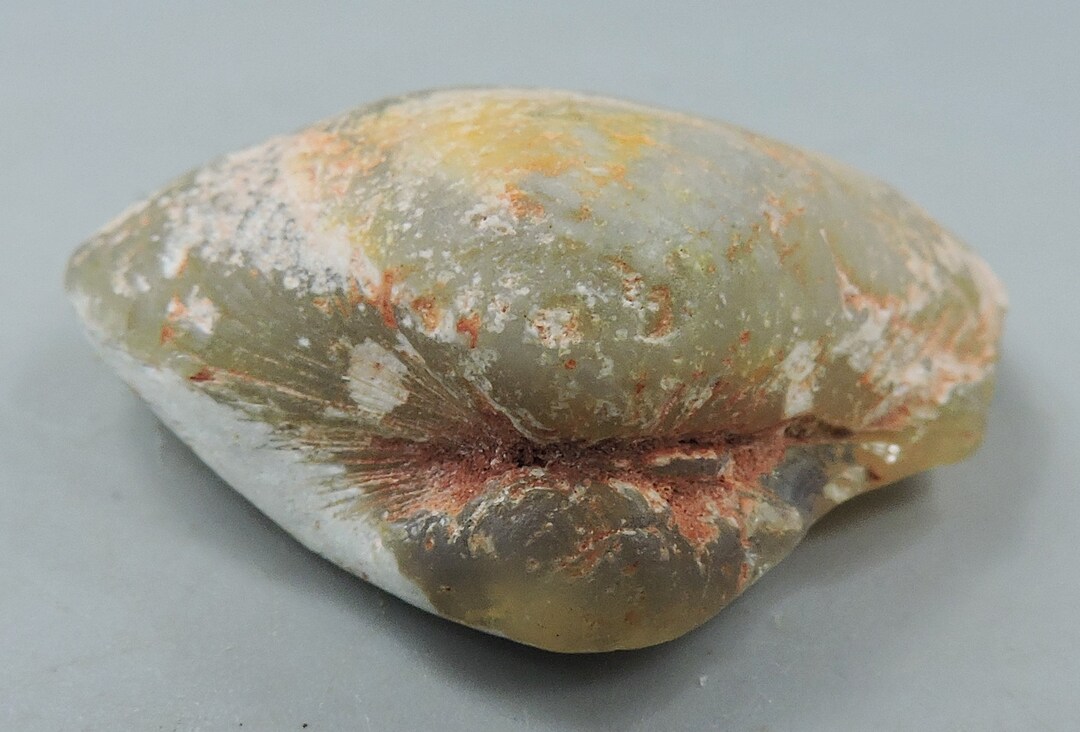 Opal Fossil Clam From Coober Pedy, Australia Fluorescent Thumbnail - Etsy