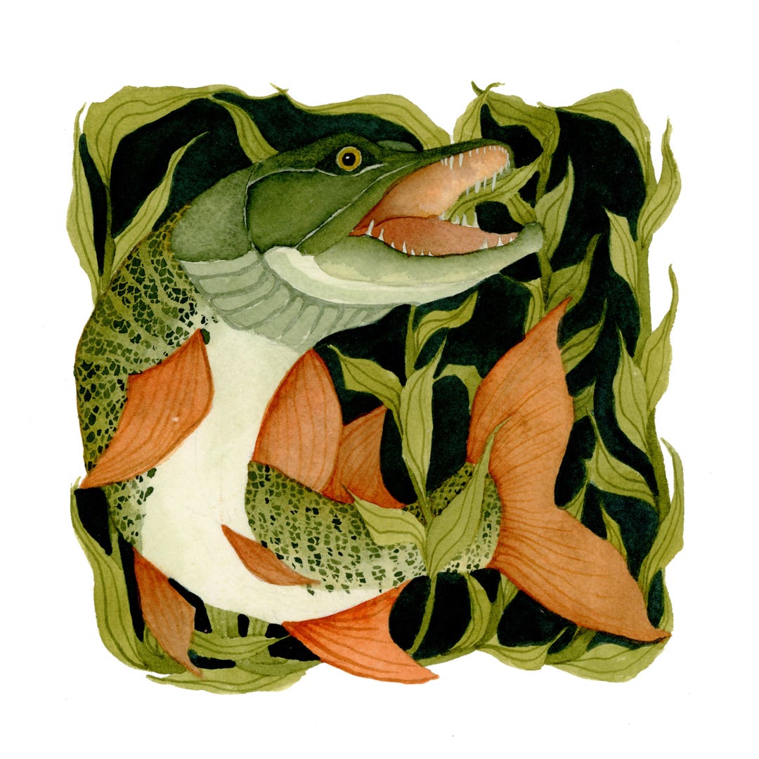 Muskellunge Watercolor Study: "muskie" Art Print - Etsy