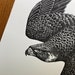 Peregrine Falcon - Original Lino Cut Print - Etsy