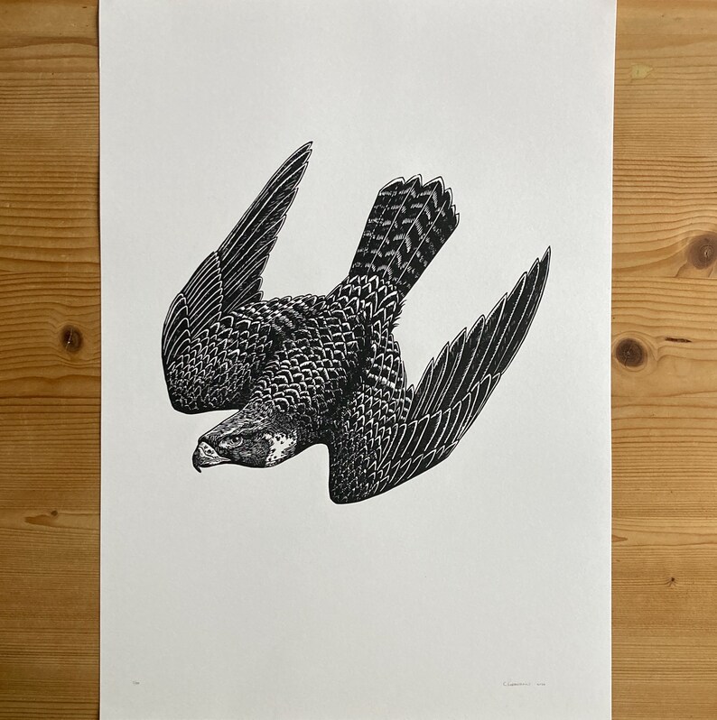 Peregrine Falcon - Original Lino Cut Print - Etsy