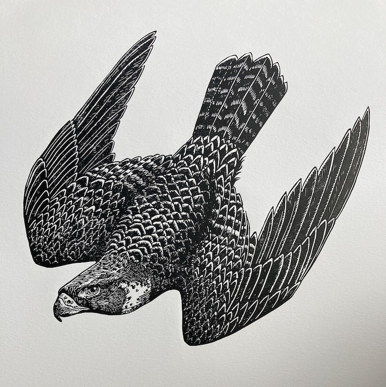 Peregrine Falcon - Original Lino Cut Print - Etsy