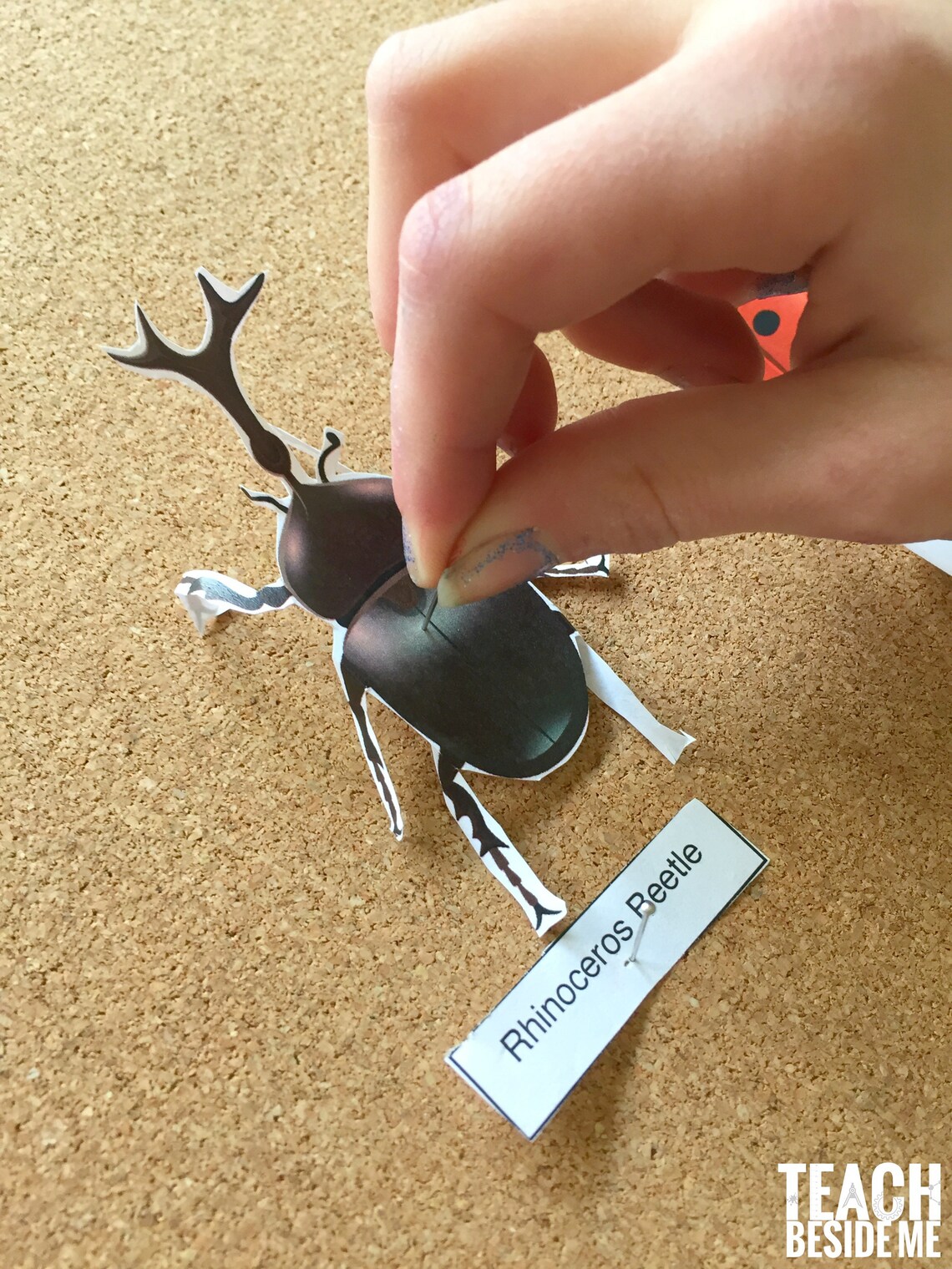 Paper Insect Display - Etsy