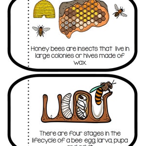 All About Bees- Mini Book & Game - Etsy