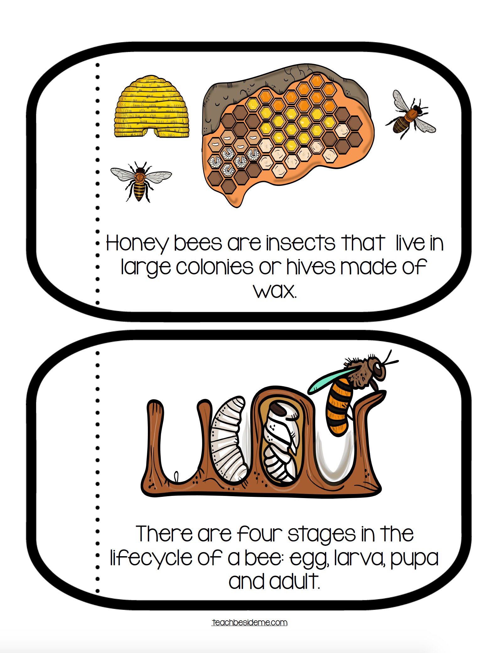 All About Bees- Mini Book & Game - Etsy