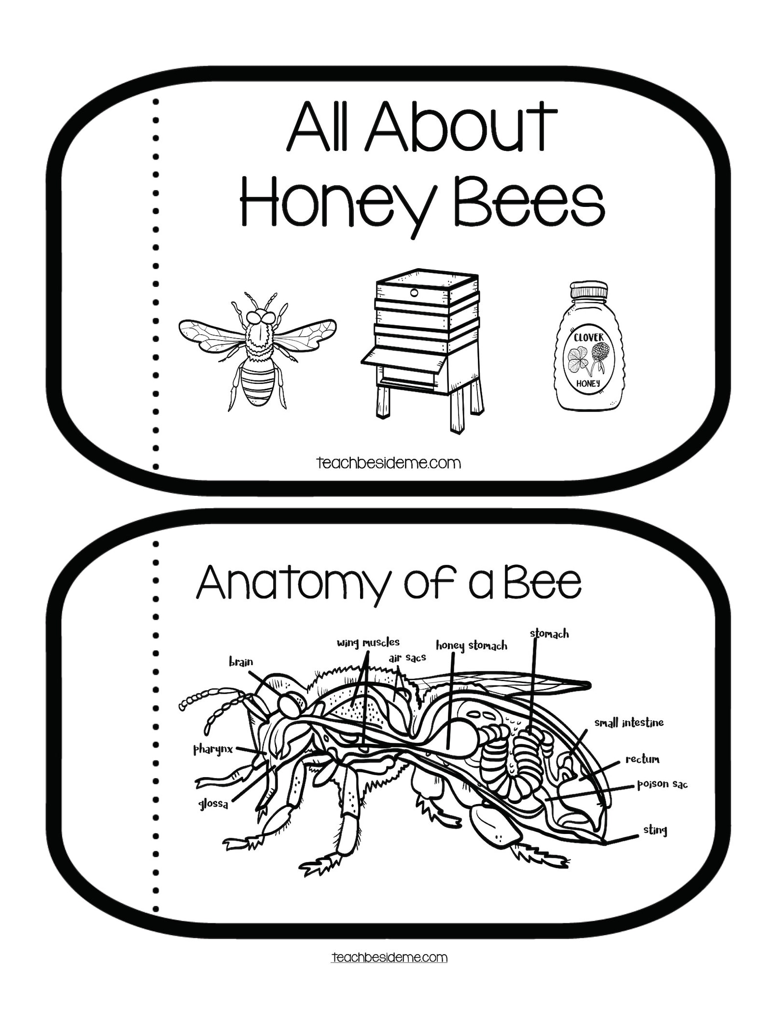 All About Bees- Mini Book & Game - Etsy