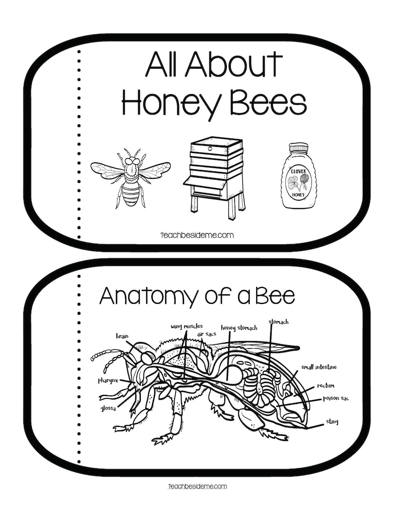 All About Bees- Mini Book & Game - Etsy