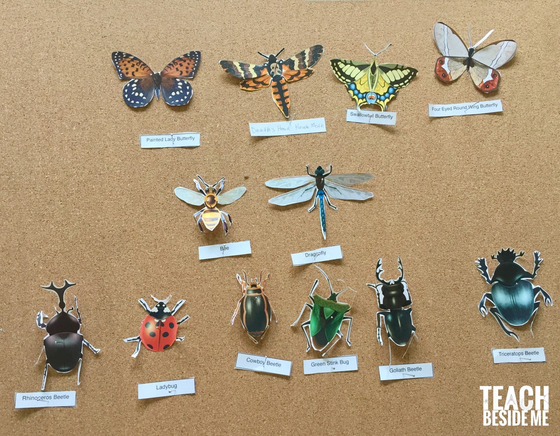 Paper Insect Display - Etsy