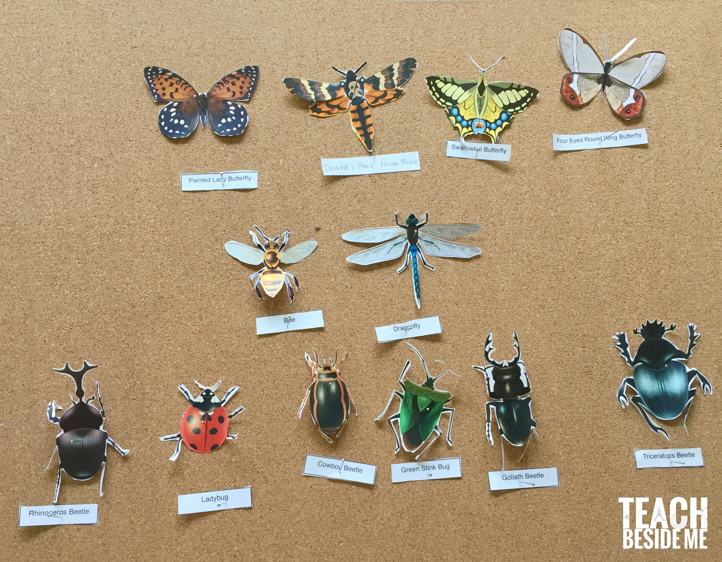 Paper Insect Display - Etsy