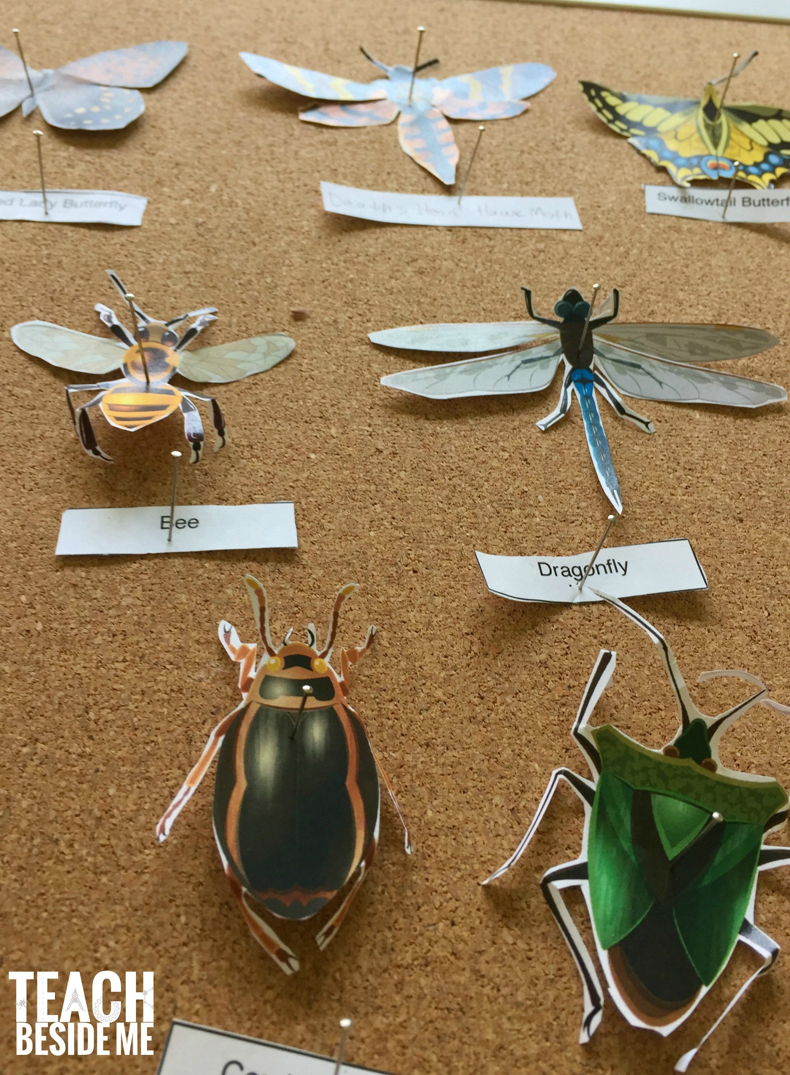 Paper Insect Display - Etsy