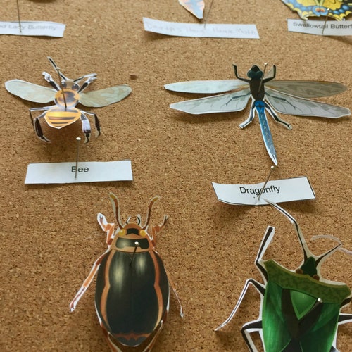 Paper Insect Display - Etsy