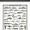 Freshwater Fish Poster - Etsy