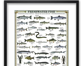 Freshwater Fish Print - Etsy