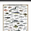 Freshwater Fish Poster - Etsy