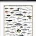 Freshwater Fish Poster - Etsy