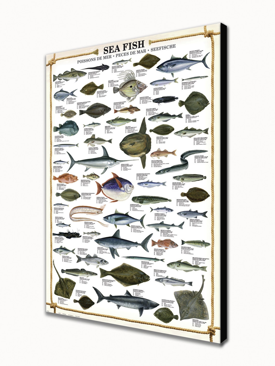Sea Fish Poster - Etsy UK