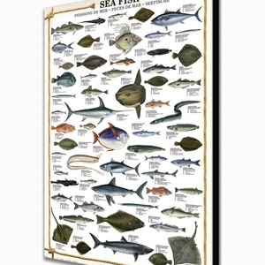Sea Fish Poster - Etsy