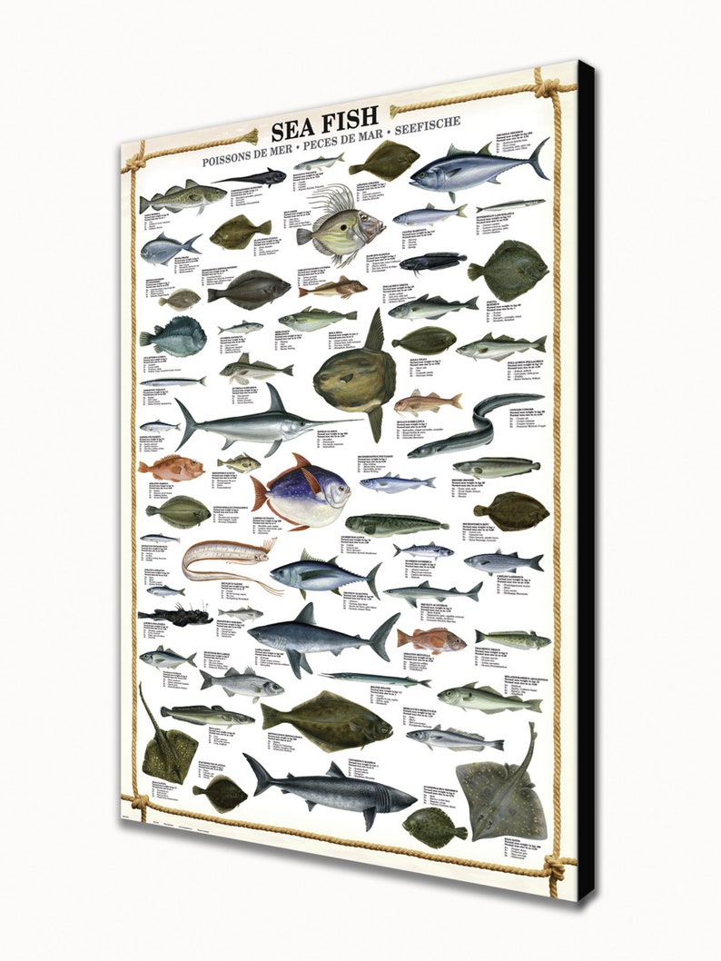 Sea Fish Poster - Etsy UK