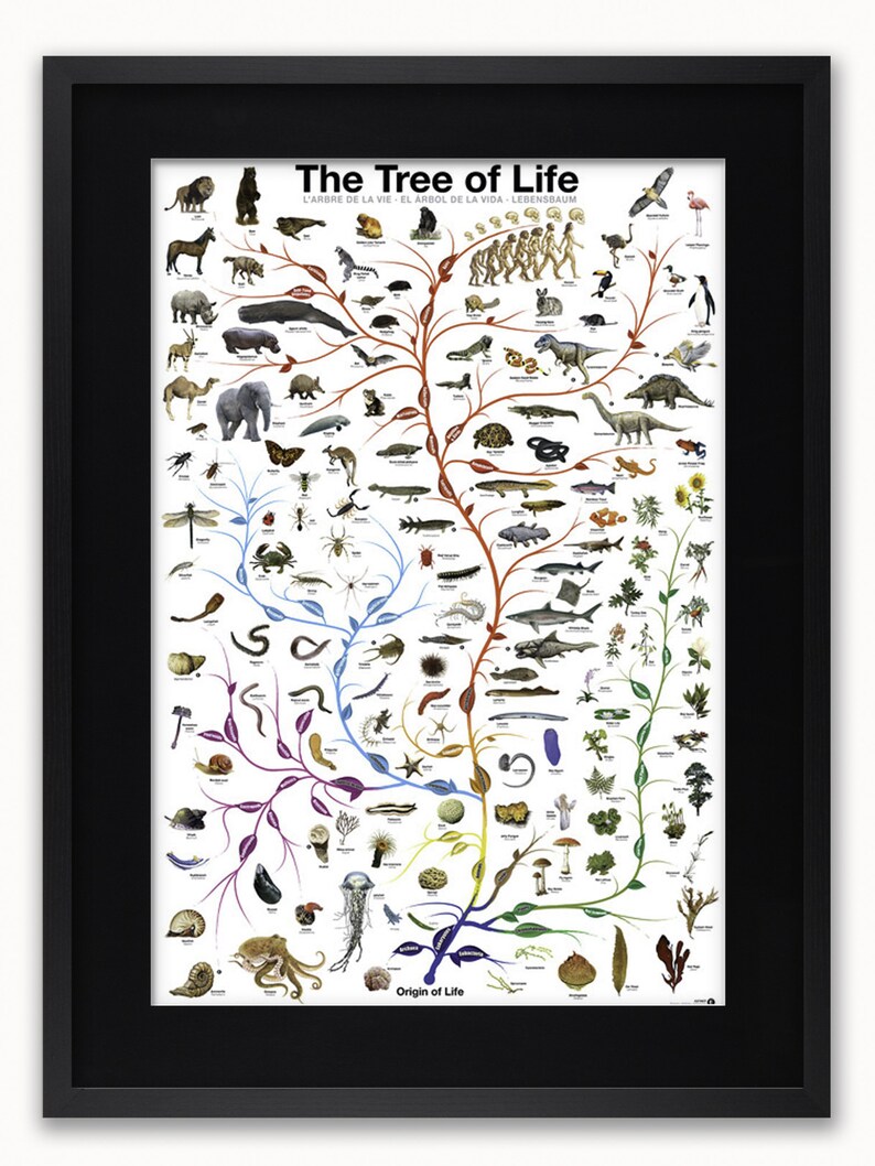 The Tree of Life Poster - Etsy