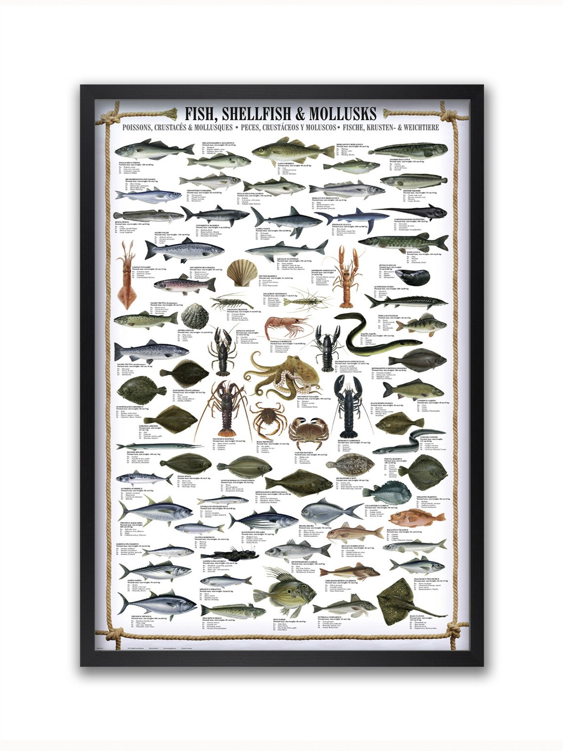 Fish Shellfish & Mollusks Poster | Etsy