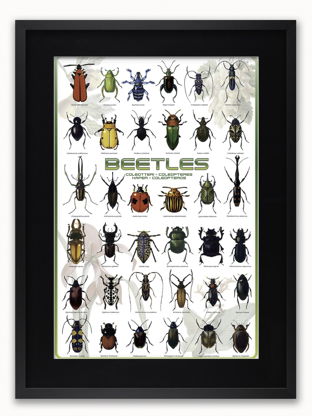Beetles - Poster - Etsy
