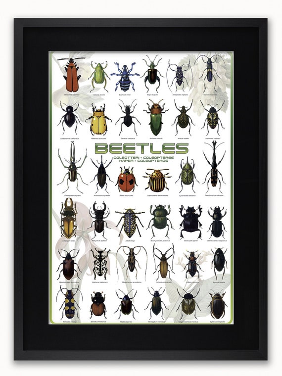 Beetles Poster | Etsy