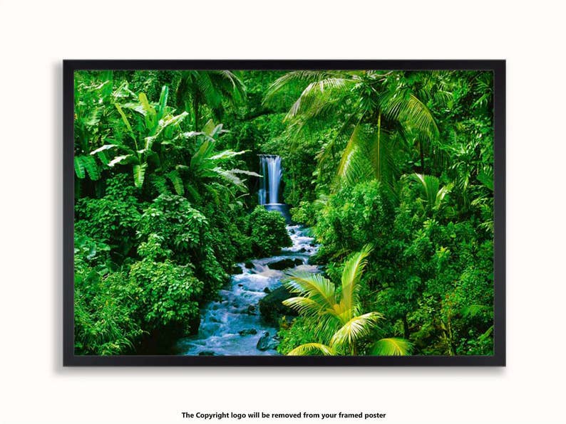 The Tropical Rainforest Poster - Etsy