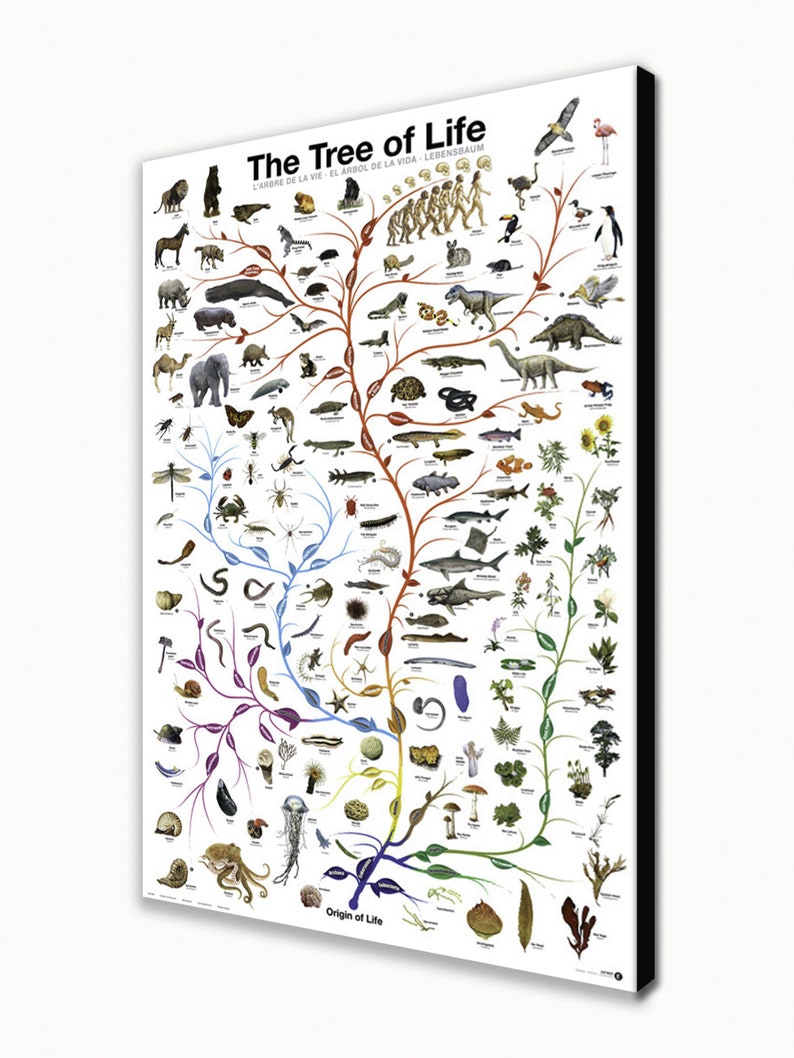 The Tree of Life Poster - Etsy