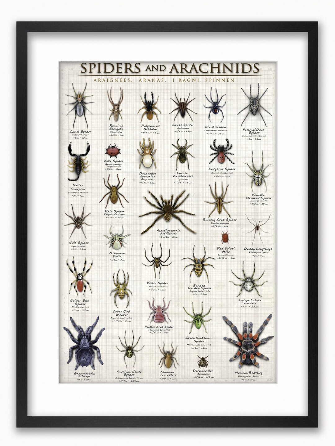 Spiders & Arachnids - Poster - Etsy