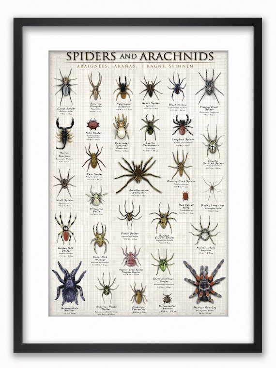 Spiders & Arachnids Poster | Etsy
