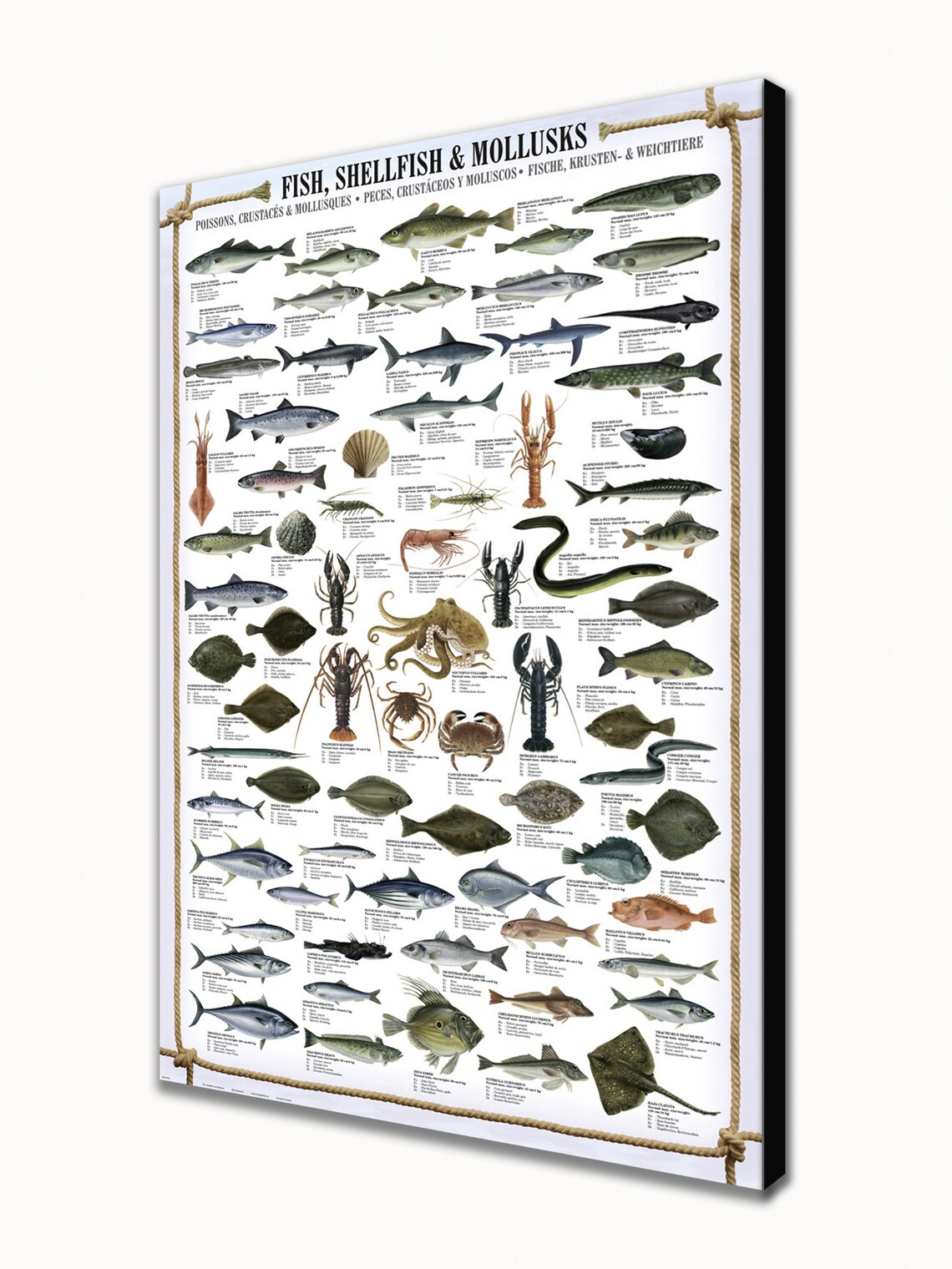 Fish Shellfish & Mollusks Poster | Etsy
