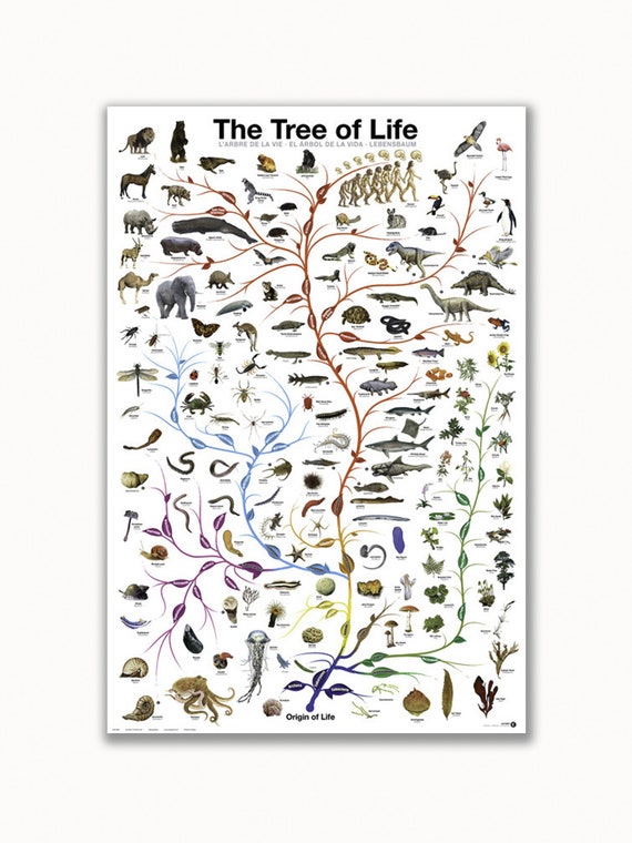 Tree Of Life Poster