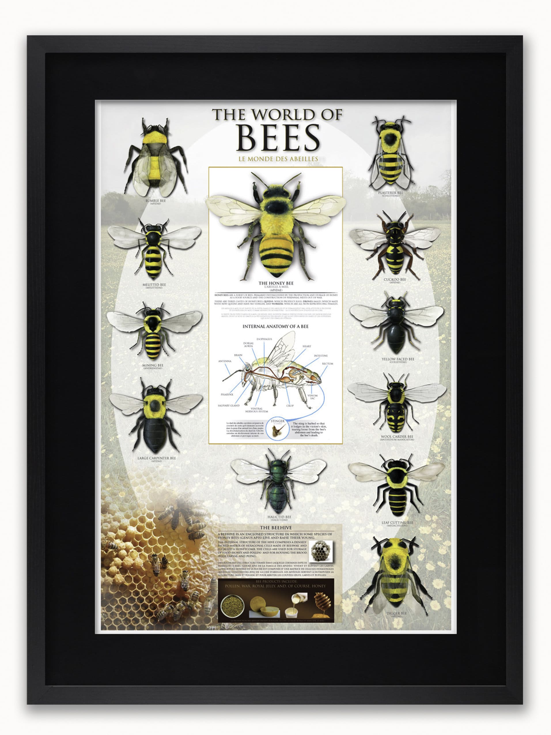 The World Of Bees Poster | Etsy