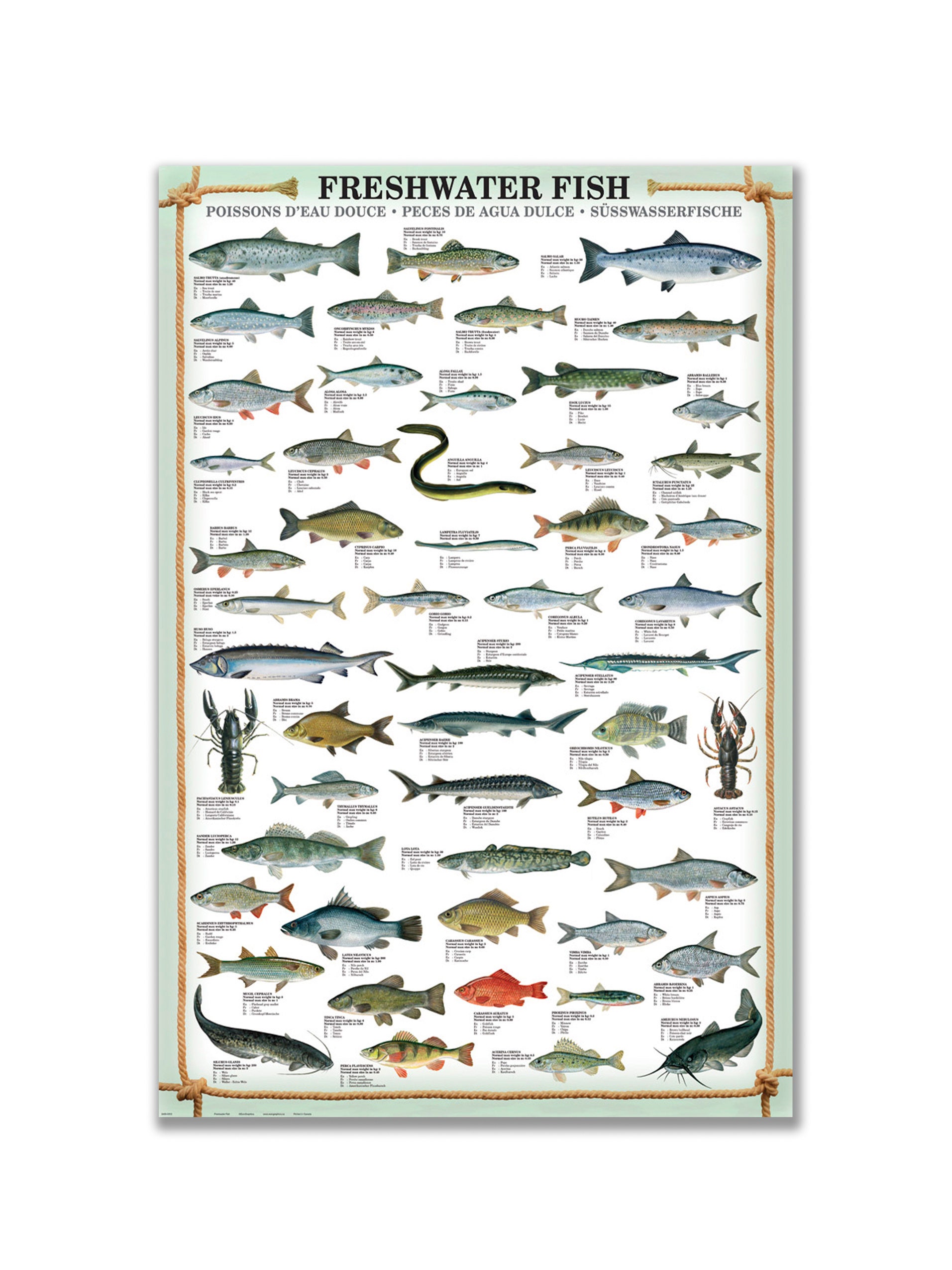 Freshwater Fish Poster - Etsy UK