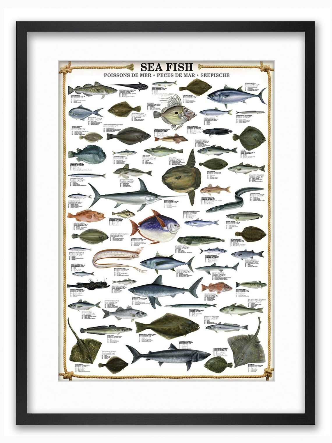 Sea Fish Poster - Etsy UK