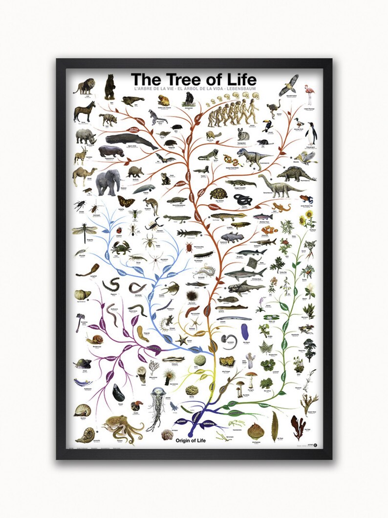 The Tree of Life Poster - Etsy