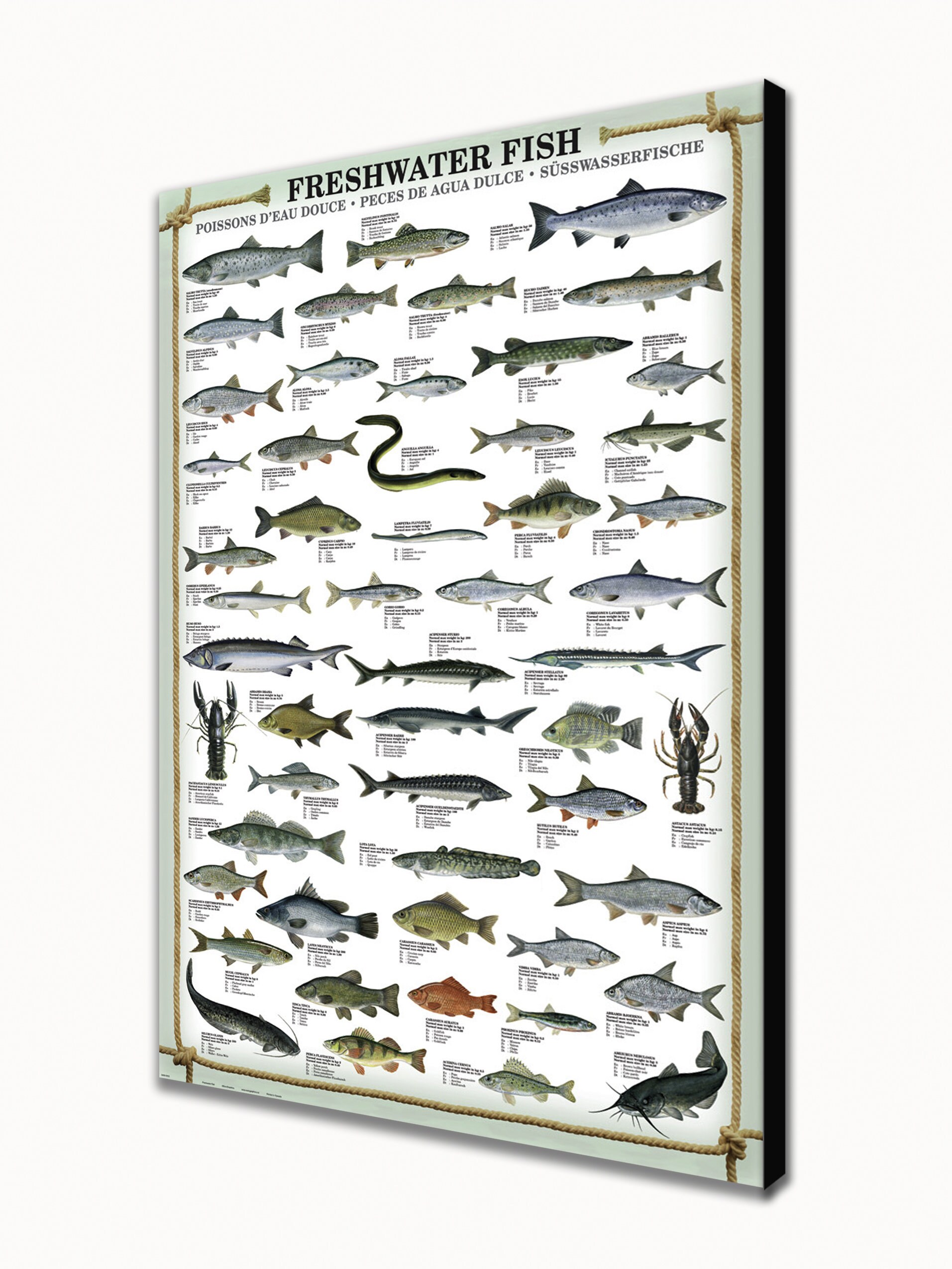 Freshwater Fish Poster | Etsy