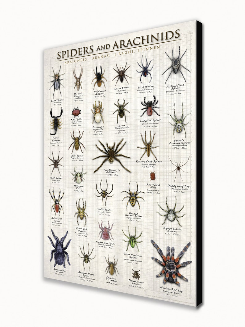 Spiders & Arachnids Poster - Etsy