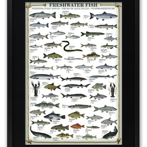 Freshwater Fish Poster - Etsy
