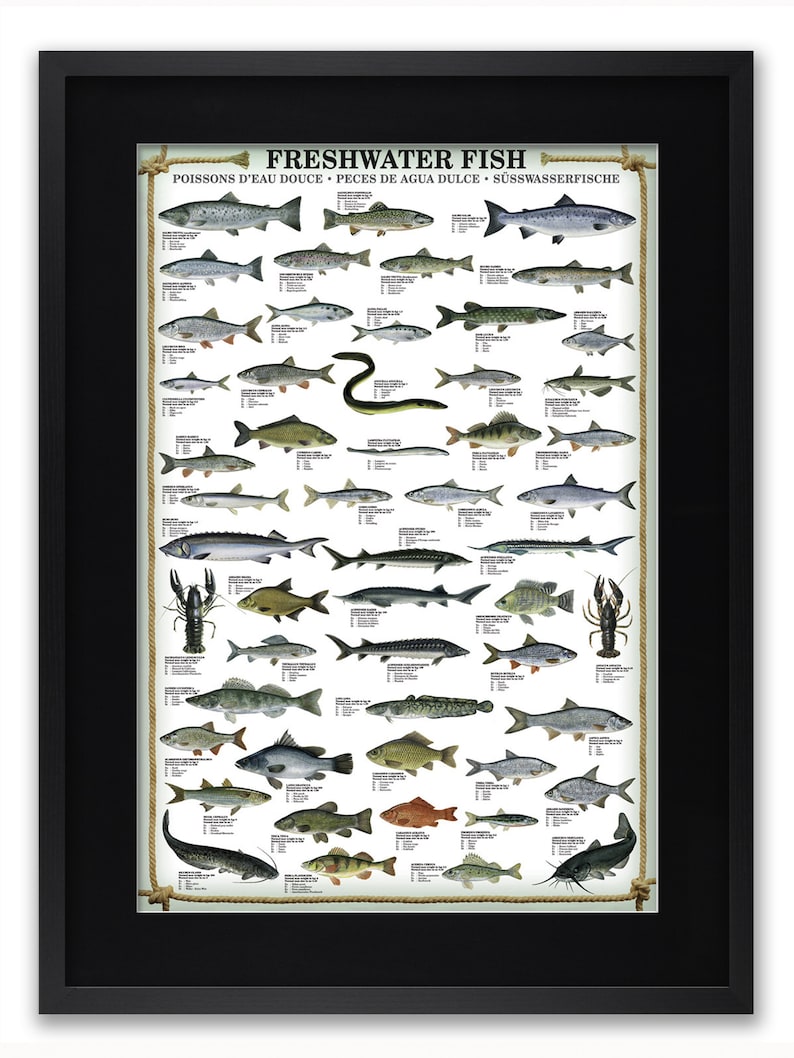 Freshwater Fish Poster | Etsy