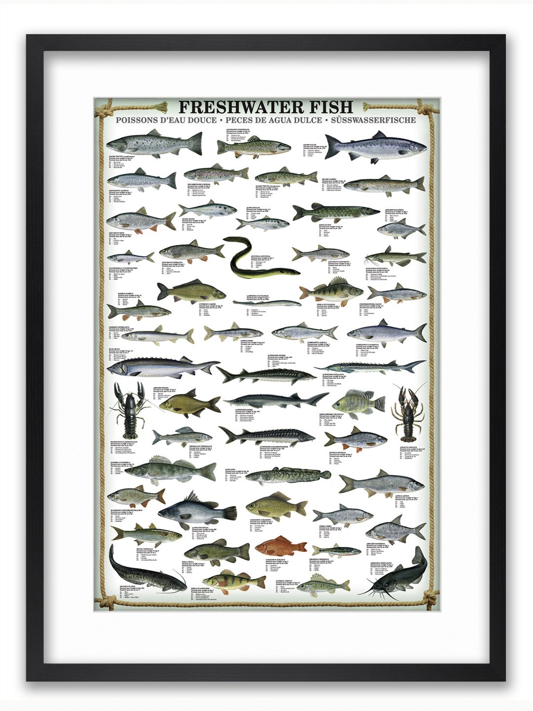 Freshwater Fish Poster - Etsy