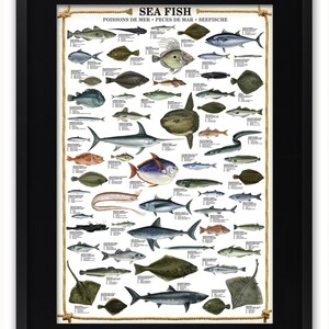 Sea Fish Poster - Etsy