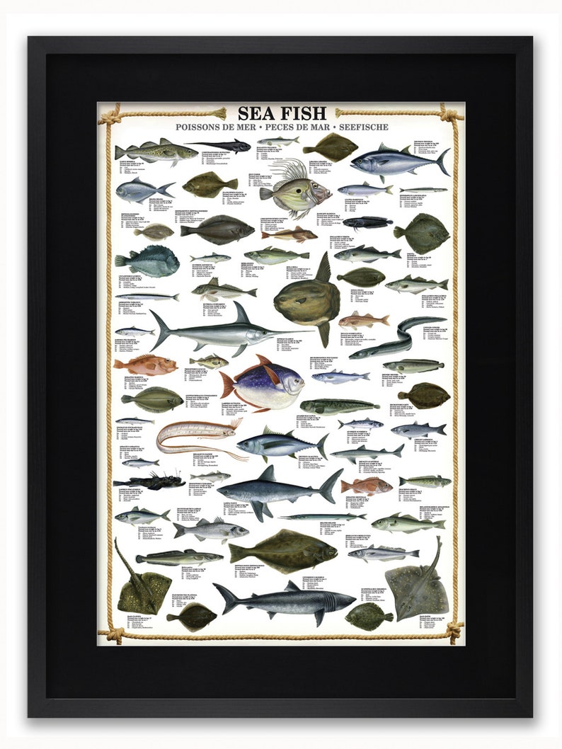Sea Fish Poster - Etsy UK
