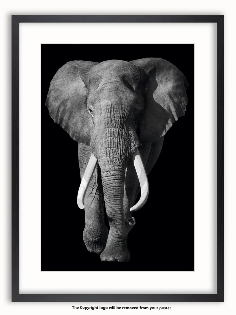 The Amazing Elephant Poster | Etsy