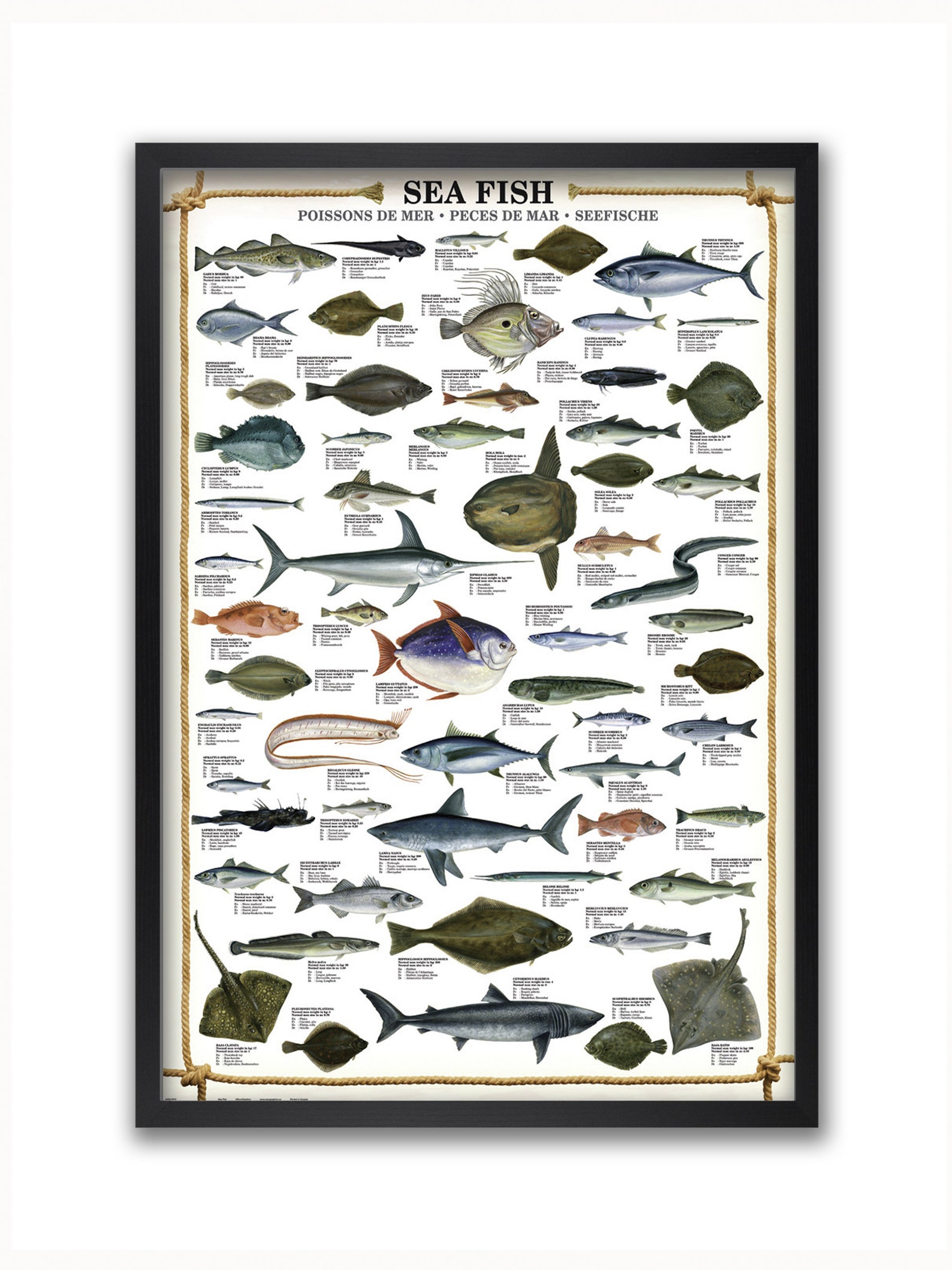 Sea Fish Poster - Etsy UK