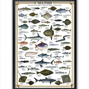 Sea Fish Poster - Etsy