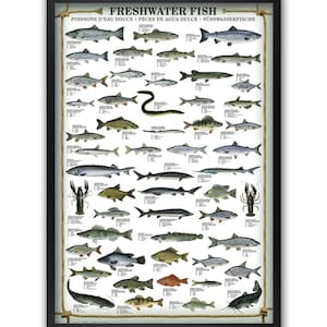 Freshwater Fish Poster - Etsy